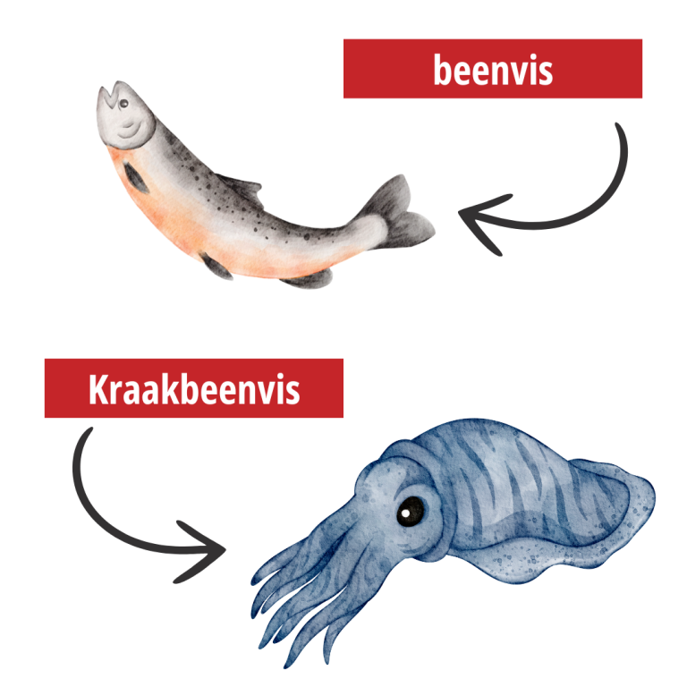 Wat zijn vissen precies? - Stichting Bite Back